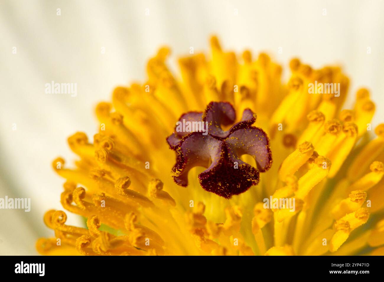 Bluestem hi-res stock photography and images - Alamy