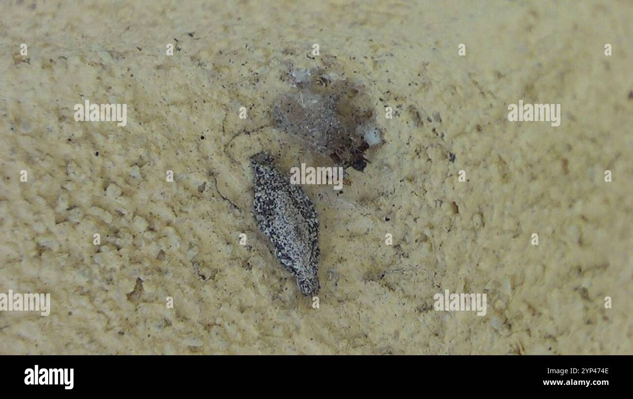 Phereoeca uterella hi-res stock photography and images - Alamy