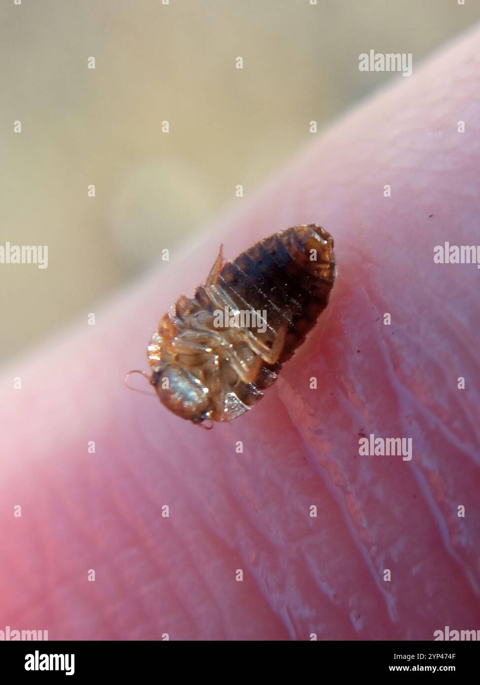 Marsh Beetles (Scirtidae Stock Photo - Alamy