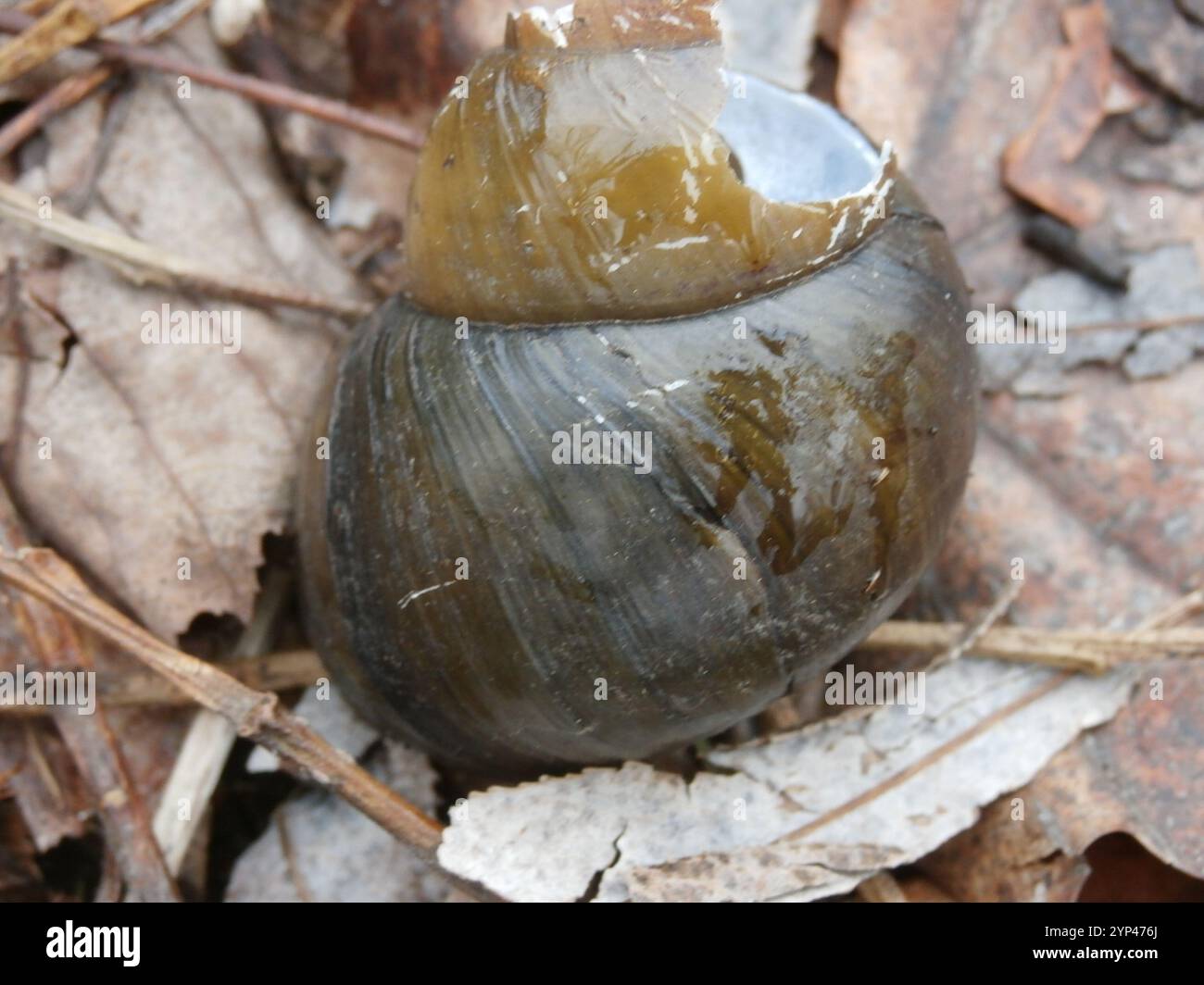 Cipangopaludina chinensis hi-res stock photography and images - Alamy