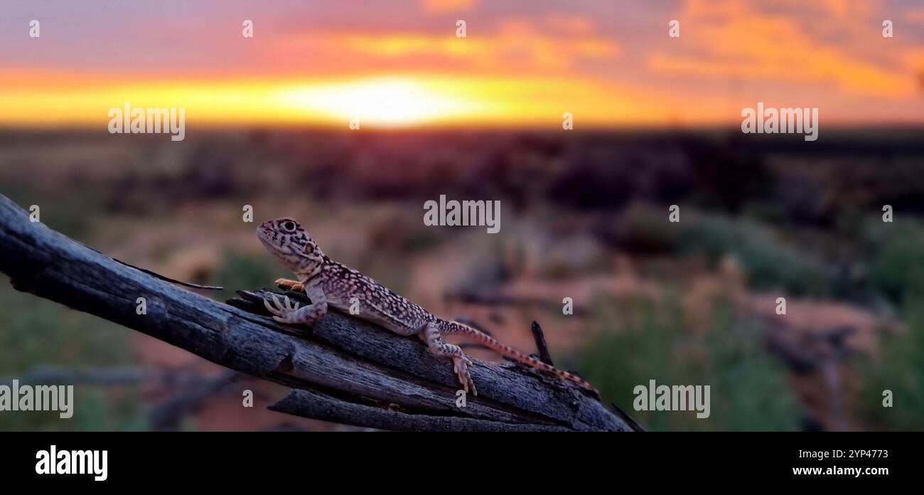 Central netted dragon ctenophorus nuchalis hi-res stock photography and ...