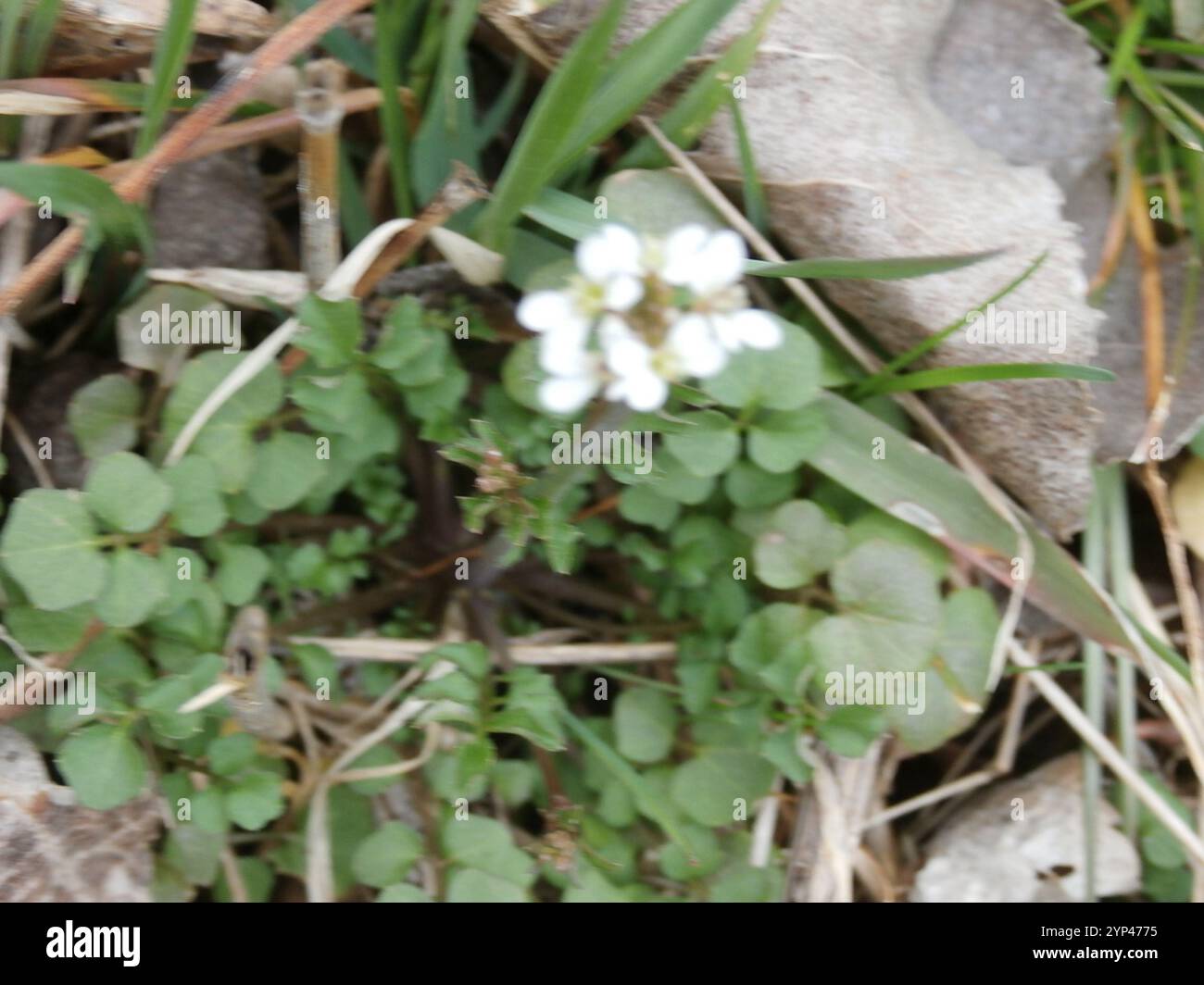 hairy bittercress (Cardamine hirsuta Stock Photo - Alamy