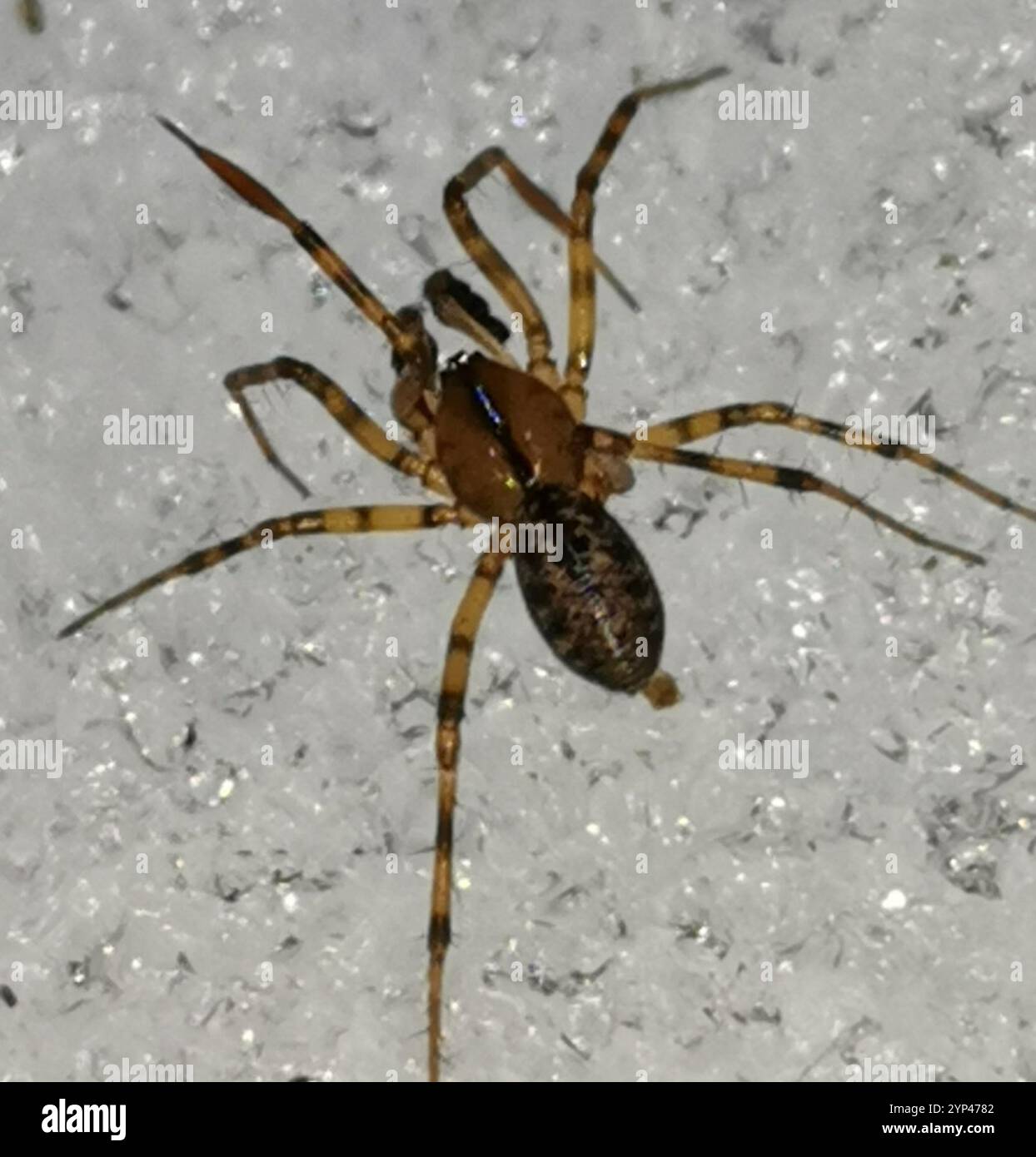 Horse-Head Spider (Stemonyphantes lineatus Stock Photo - Alamy