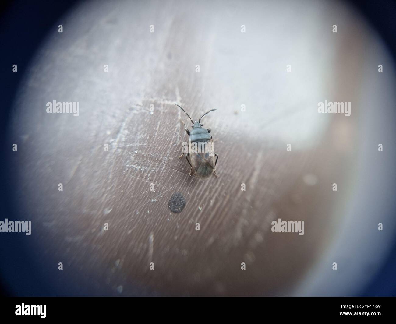 Drymus sylvaticus hi-res stock photography and images - Alamy