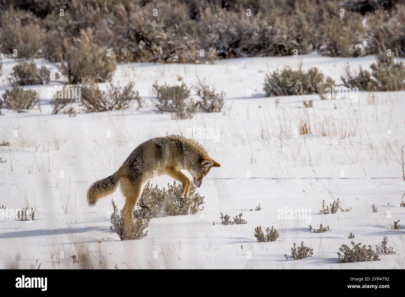 Yellowstone coyote hi-res stock photography and images - Alamy