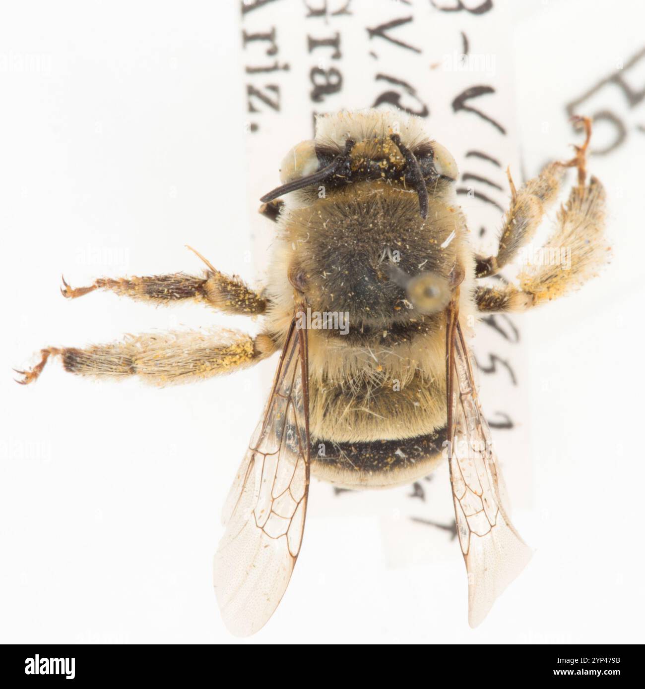 Urbane Digger Bee (Anthophora urbana Stock Photo - Alamy