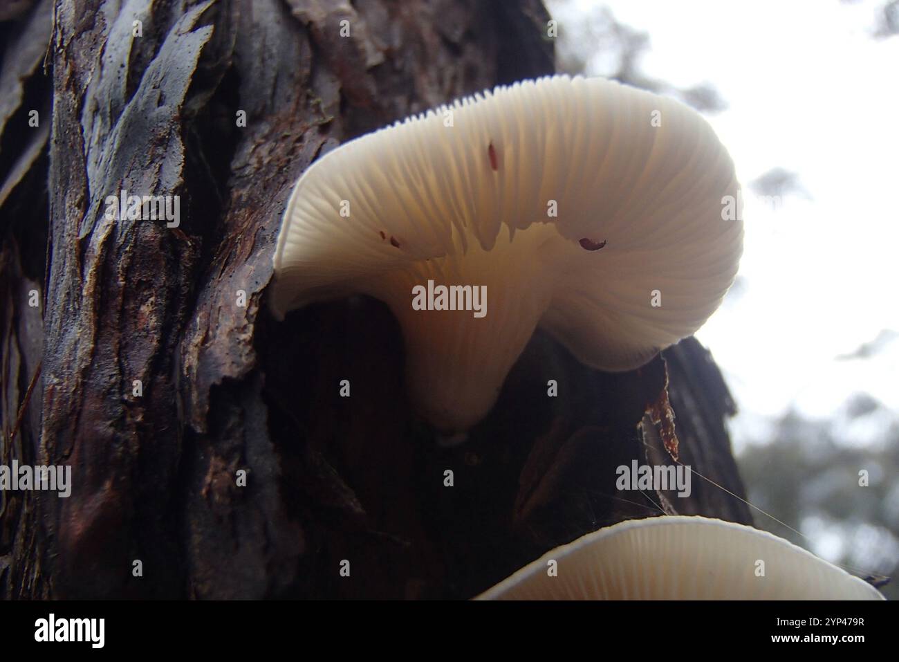 ghost fungus (Omphalotus nidiformis Stock Photo - Alamy