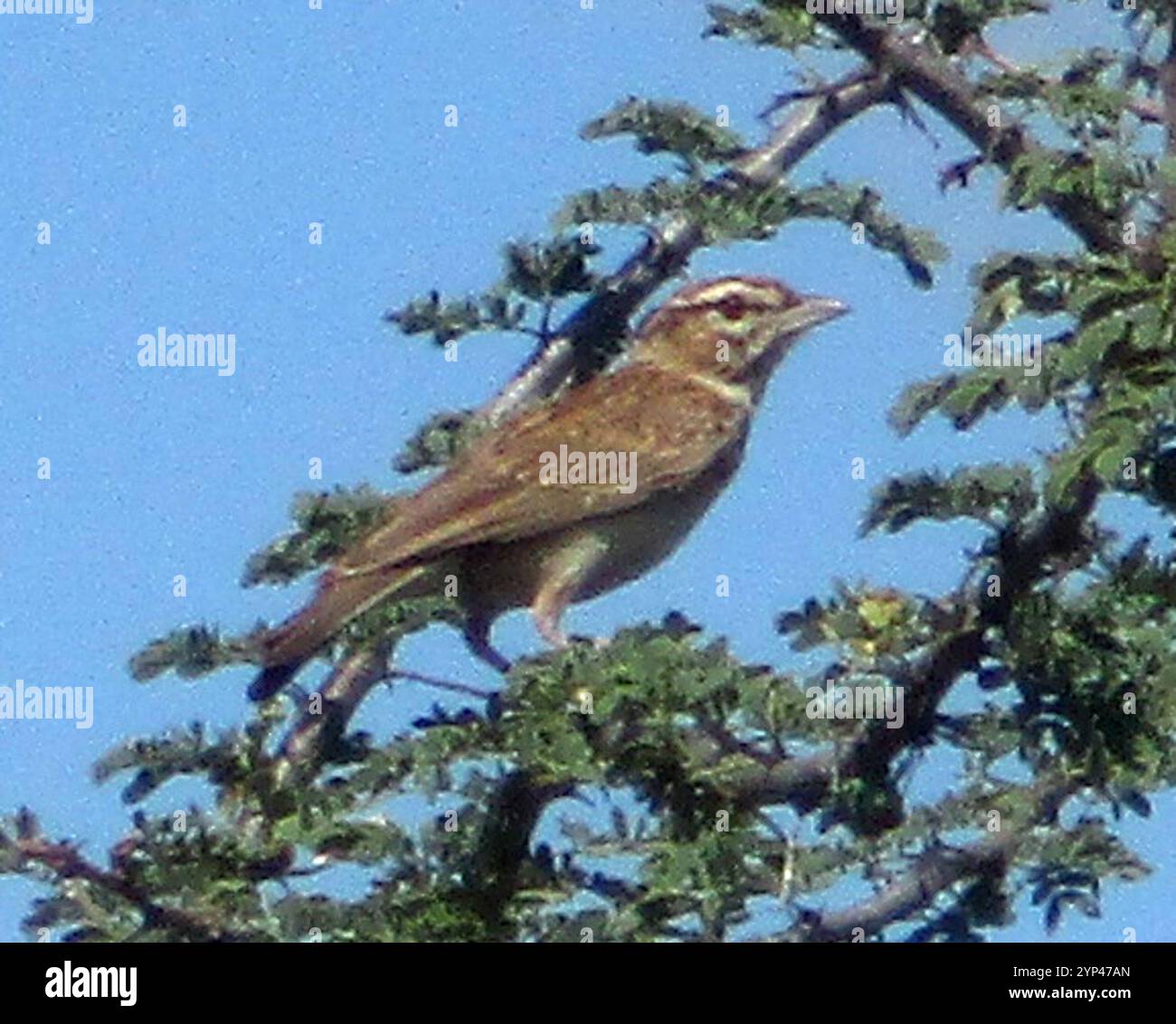Sabota Lark (Calendulauda sabota Stock Photo - Alamy