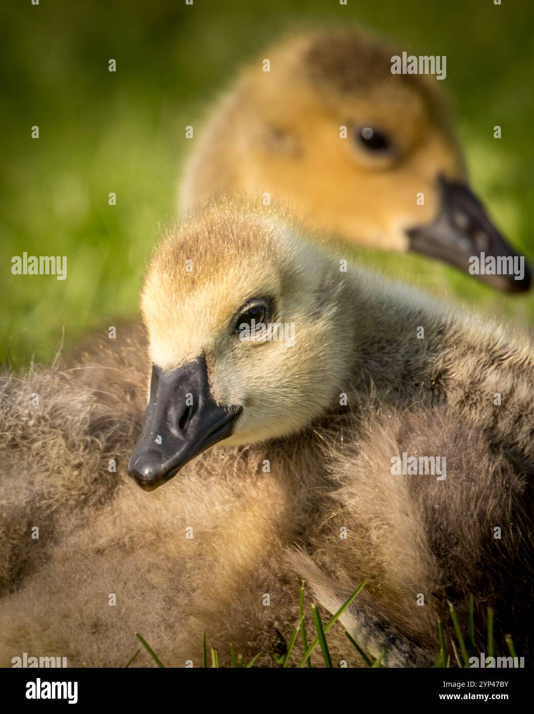 Two goslings in water hi-res stock photography and images - Alamy