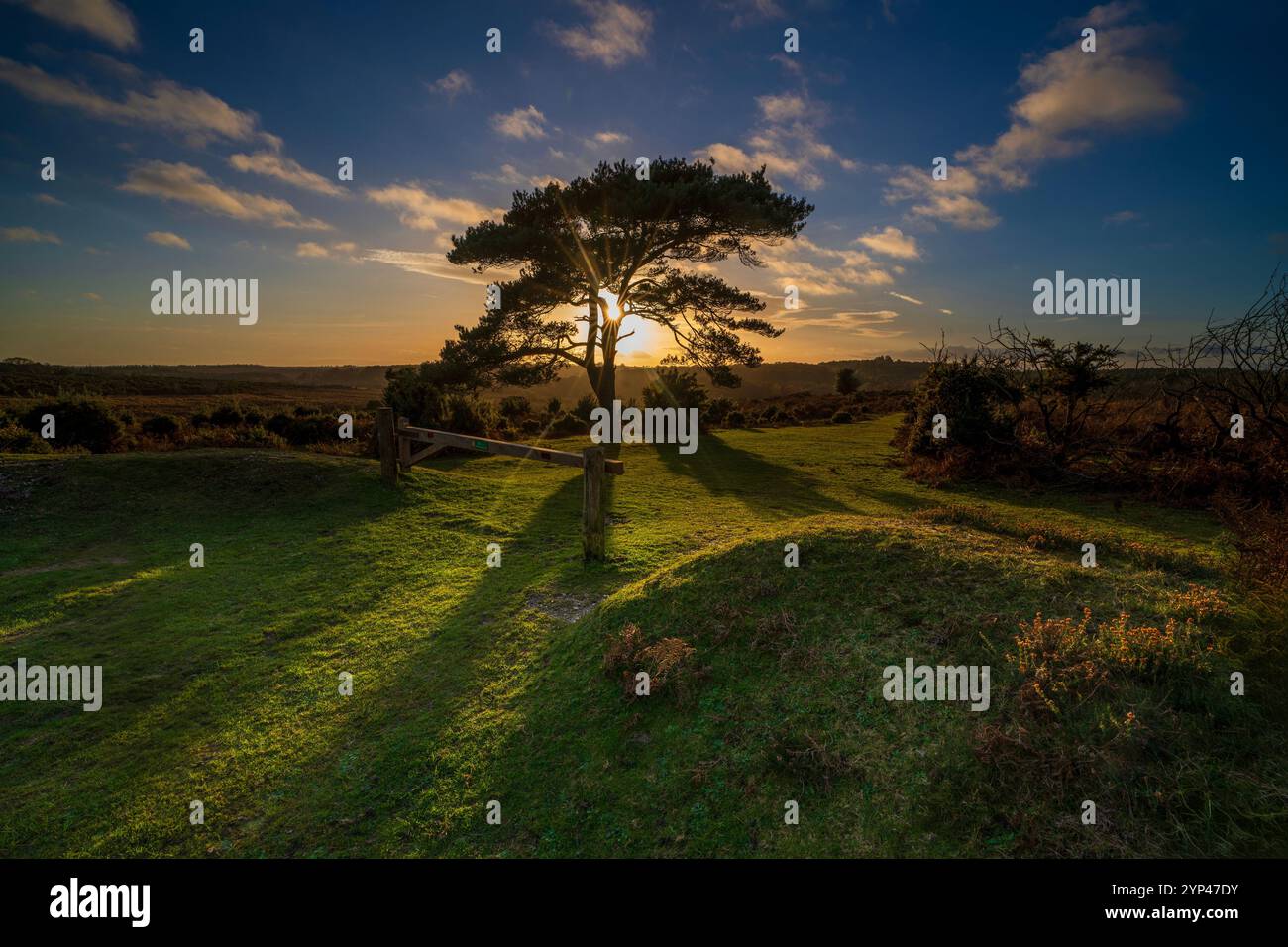Sunset over a lone pine tree at Bratley View during autumn in the New ...