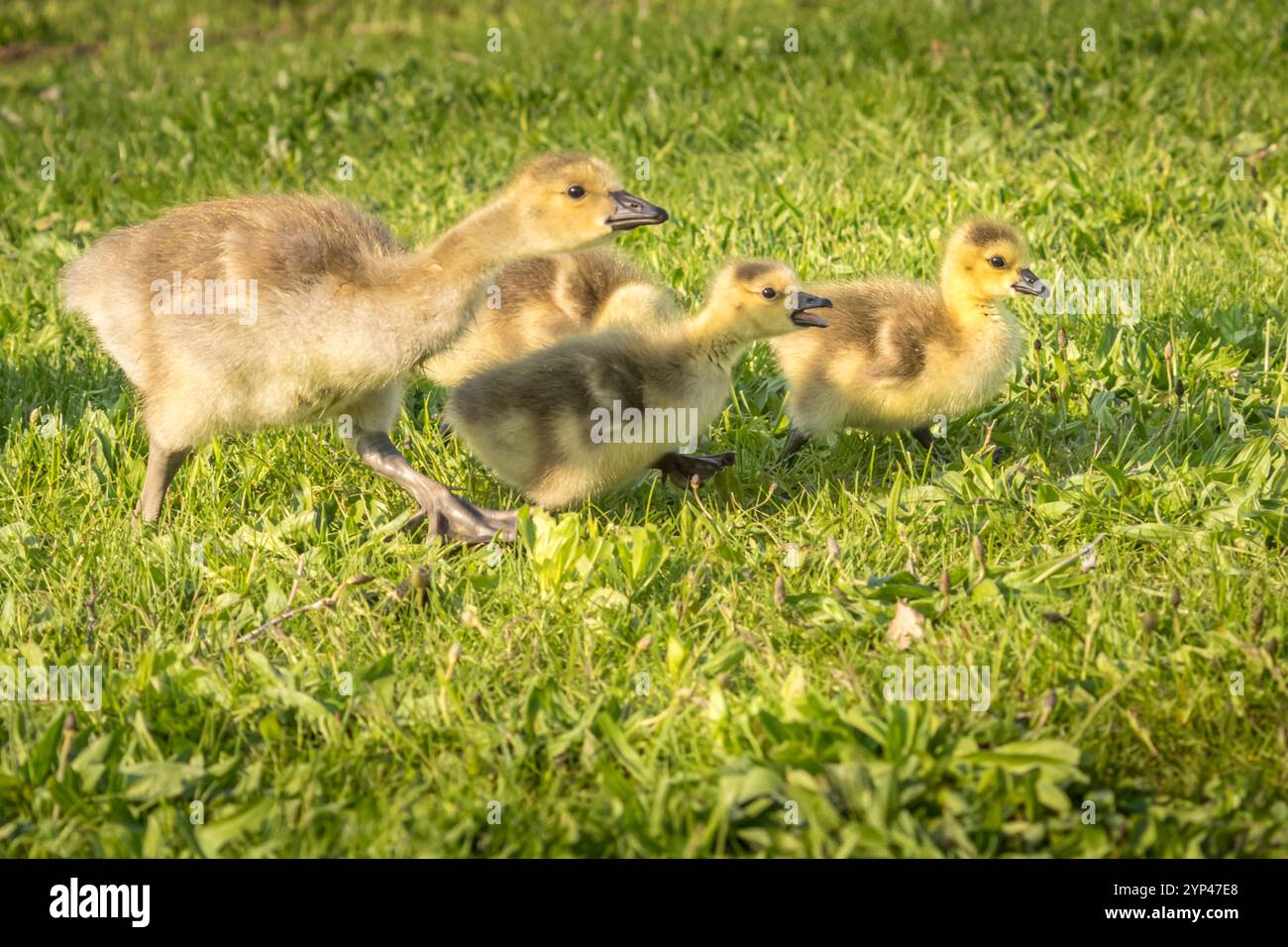 Three canadian geese goslings hi-res stock photography and images - Alamy