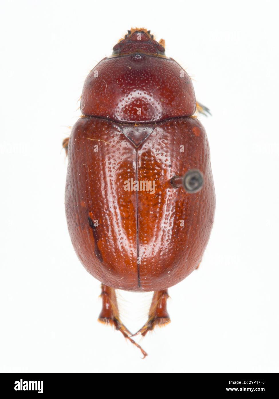 Carrot Beetle (Ligyrus gibbosus Stock Photo - Alamy