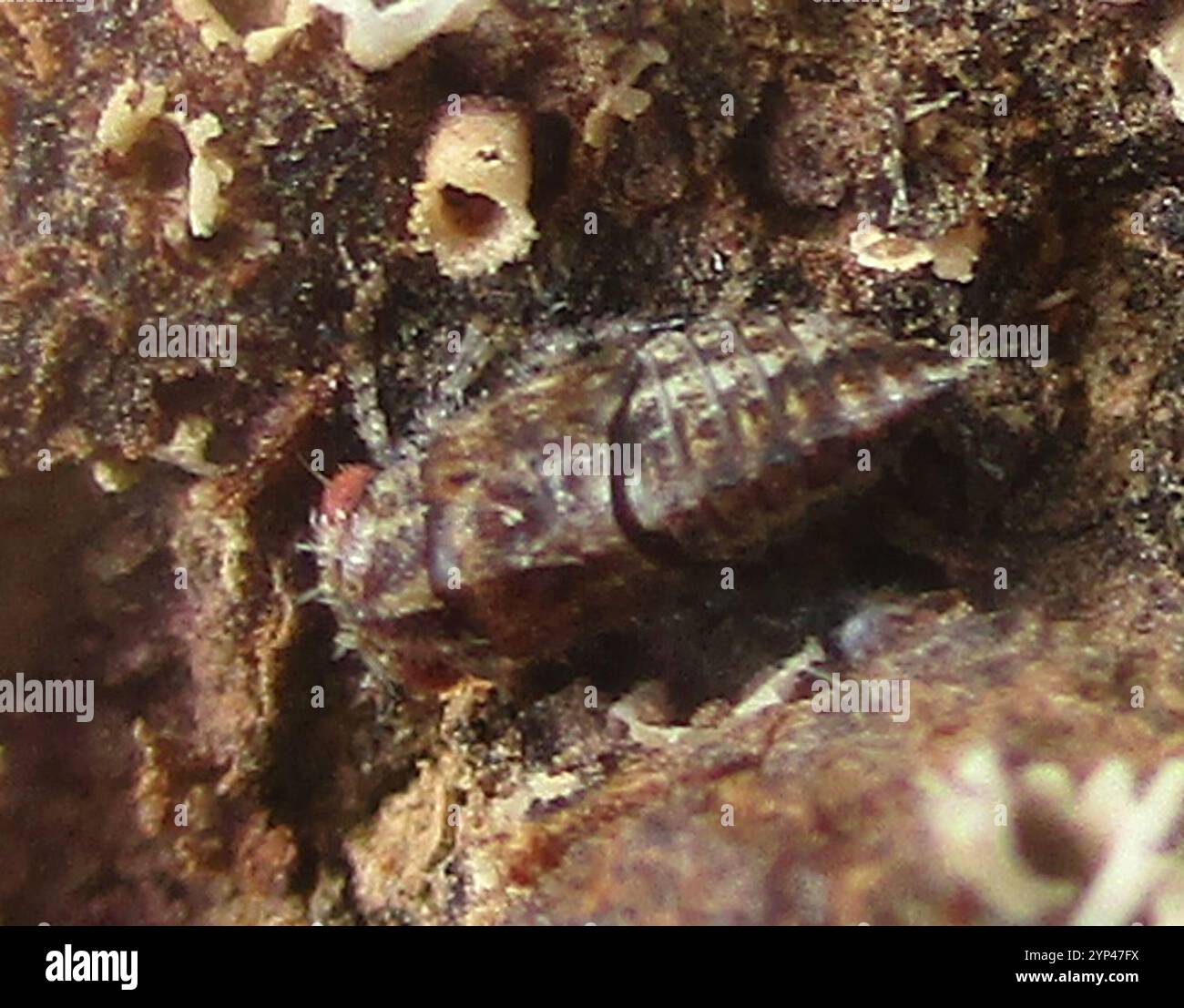 True Bugs, Hoppers, Aphids, and allies (Hemiptera Stock Photo - Alamy