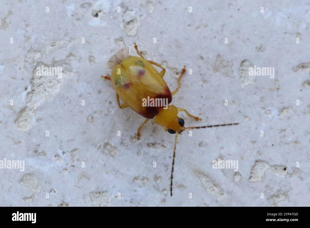 Red-shouldered Leaf Beetle (Monolepta australis Stock Photo - Alamy