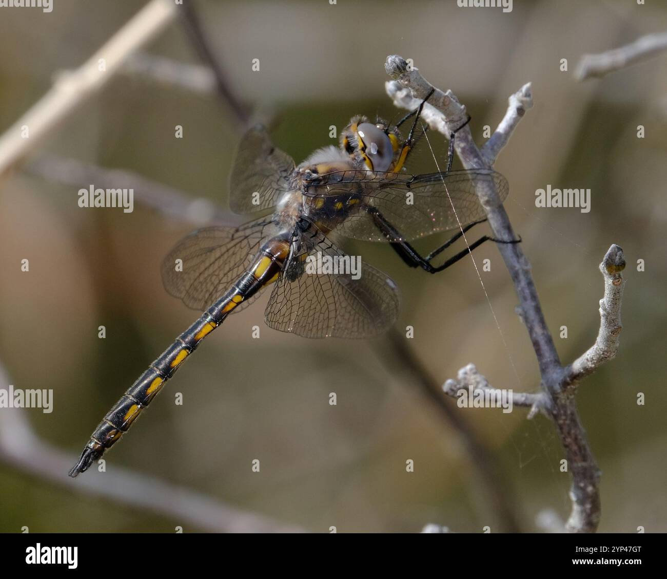 Dot-winged Baskettail (Epitheca petechialis Stock Photo - Alamy