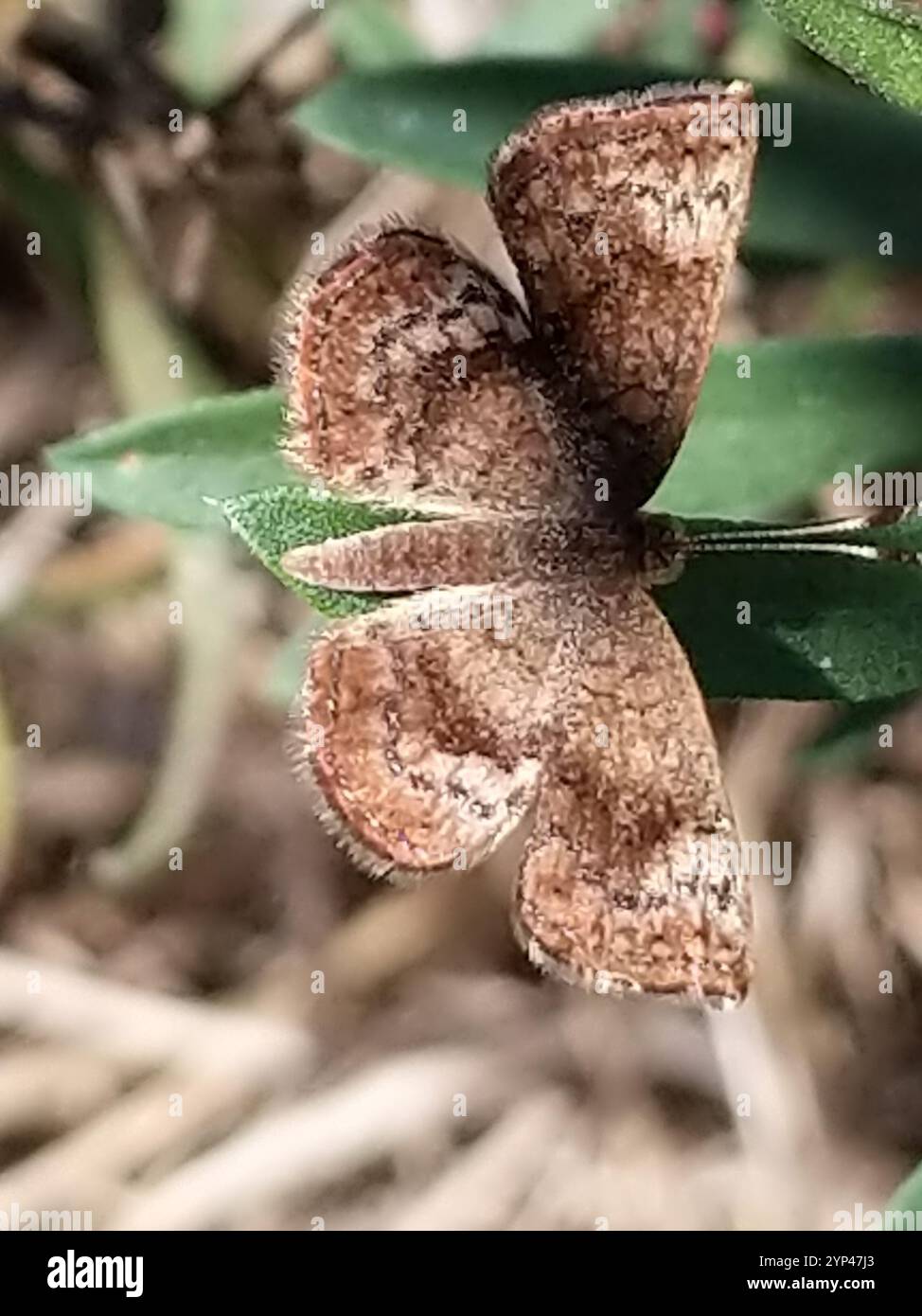 Rounded Metalmark (Calephelis perditalis Stock Photo - Alamy