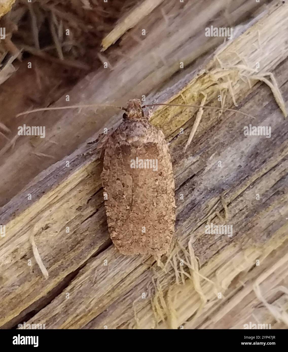 Goldenrod Leaffolder Moth (Agonopterix pulvipennella Stock Photo - Alamy
