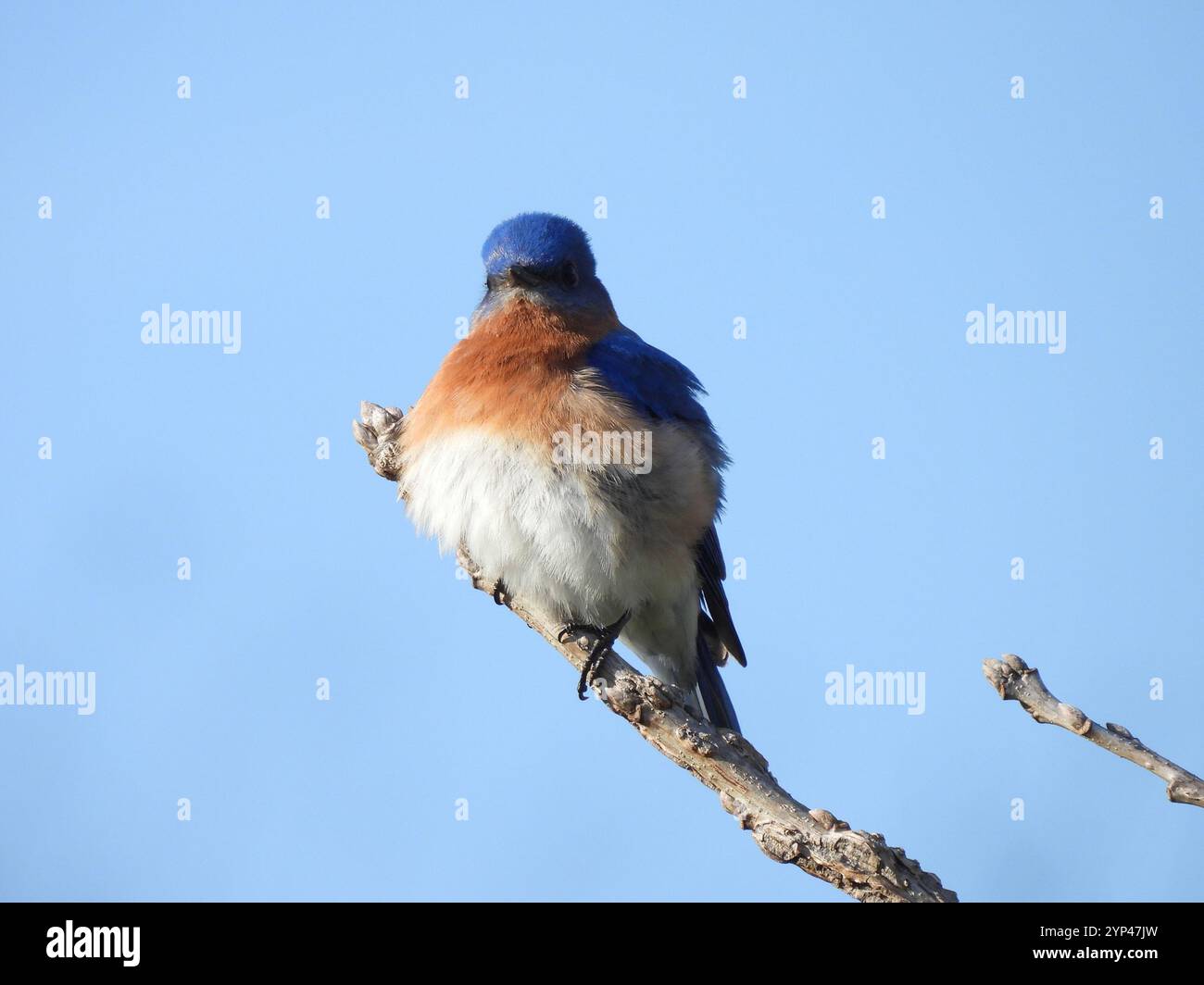 Eastern Bluebird (Sialia sialis Stock Photo - Alamy