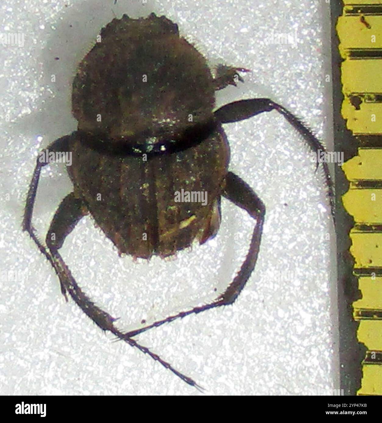 Spider Dung Beetles (Sisyphus Stock Photo - Alamy