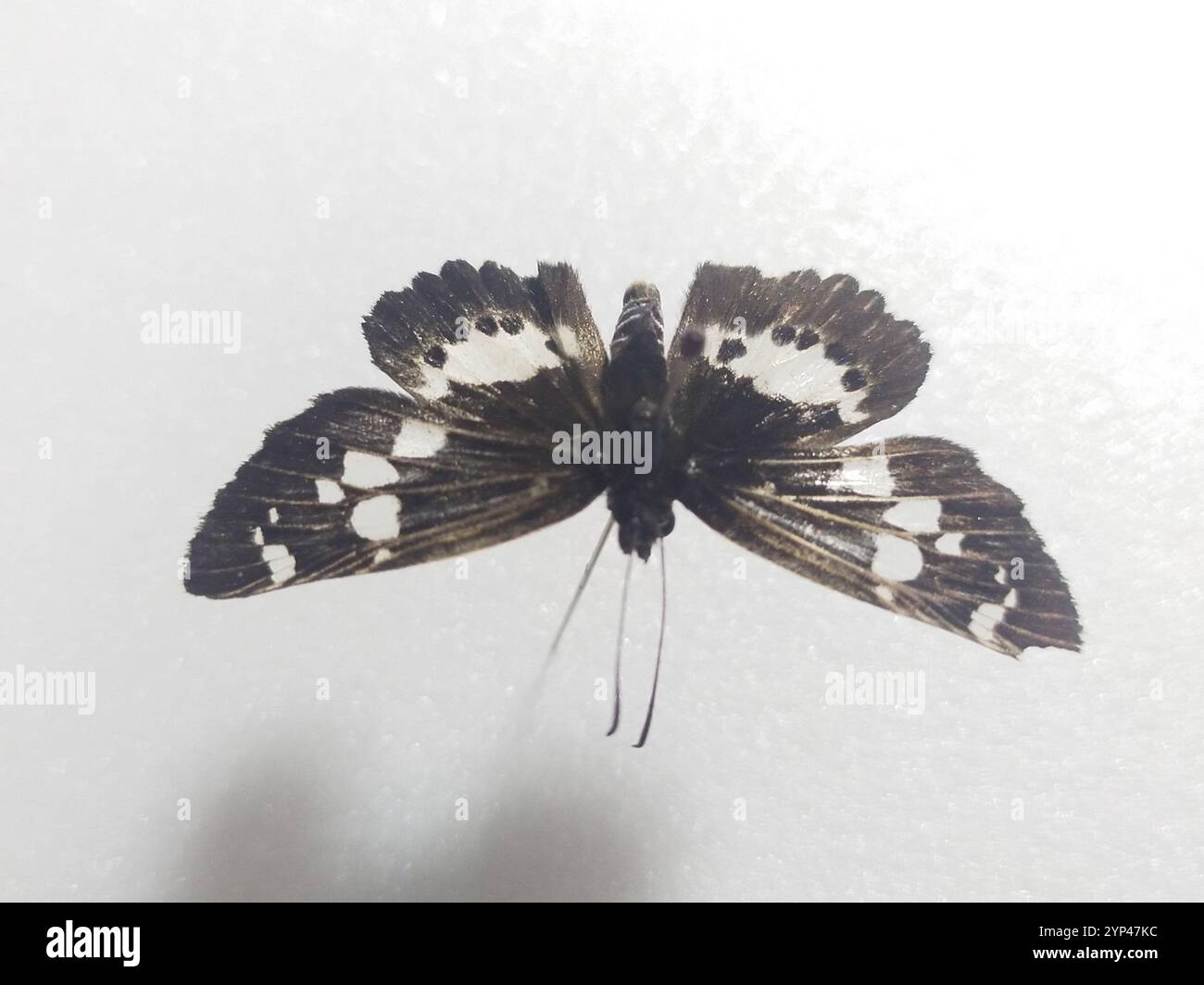 (Daimio tethys moori Stock Photo - Alamy