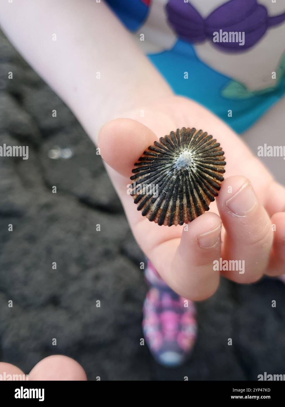 Indo-Pacific Limpets (Cellana Stock Photo - Alamy
