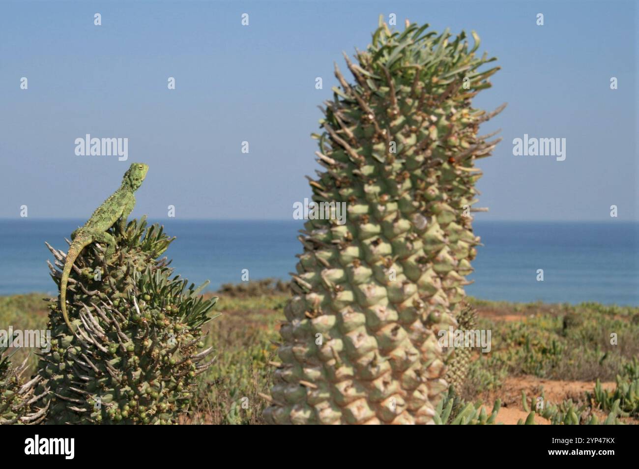Common Spiny Agama (Agama hispida Stock Photo - Alamy