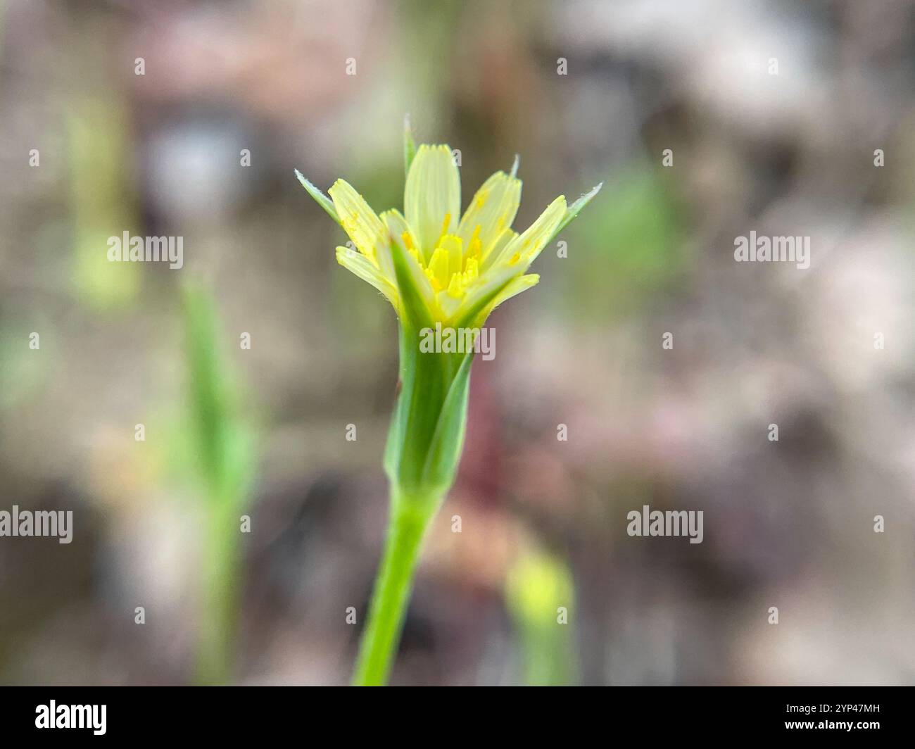 silverpuffs (Uropappus lindleyi Stock Photo - Alamy