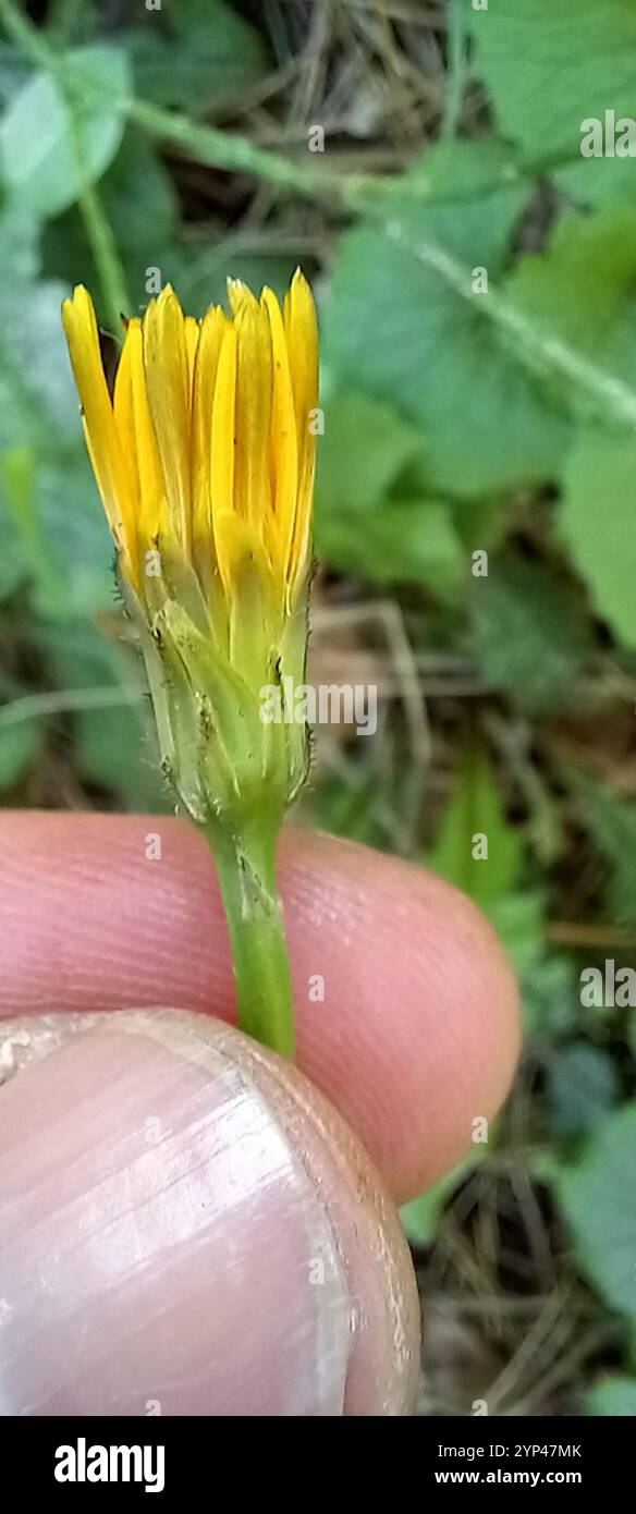 Common Cat's-ear (Hypochaeris radicata Stock Photo - Alamy