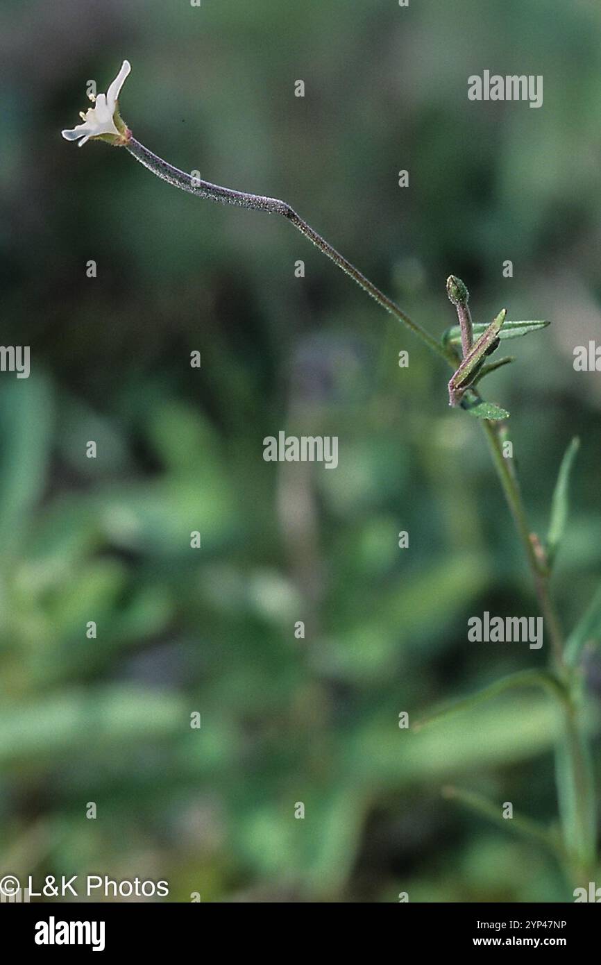 Linear-leaf Willowherb (Epilobium leptophyllum Stock Photo - Alamy