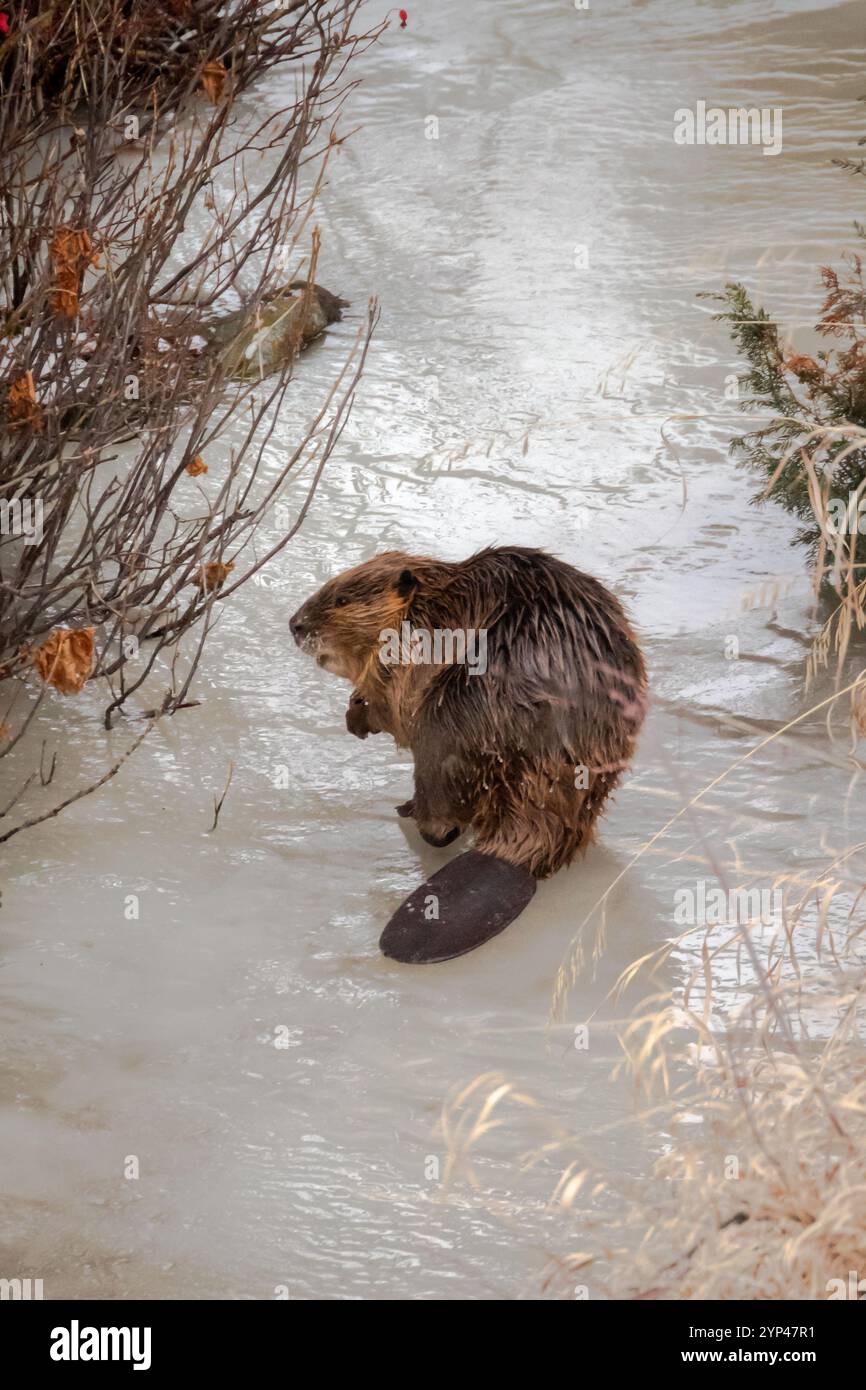 Yellowstone Beaver sitting on Ice Stock Photo - Alamy
