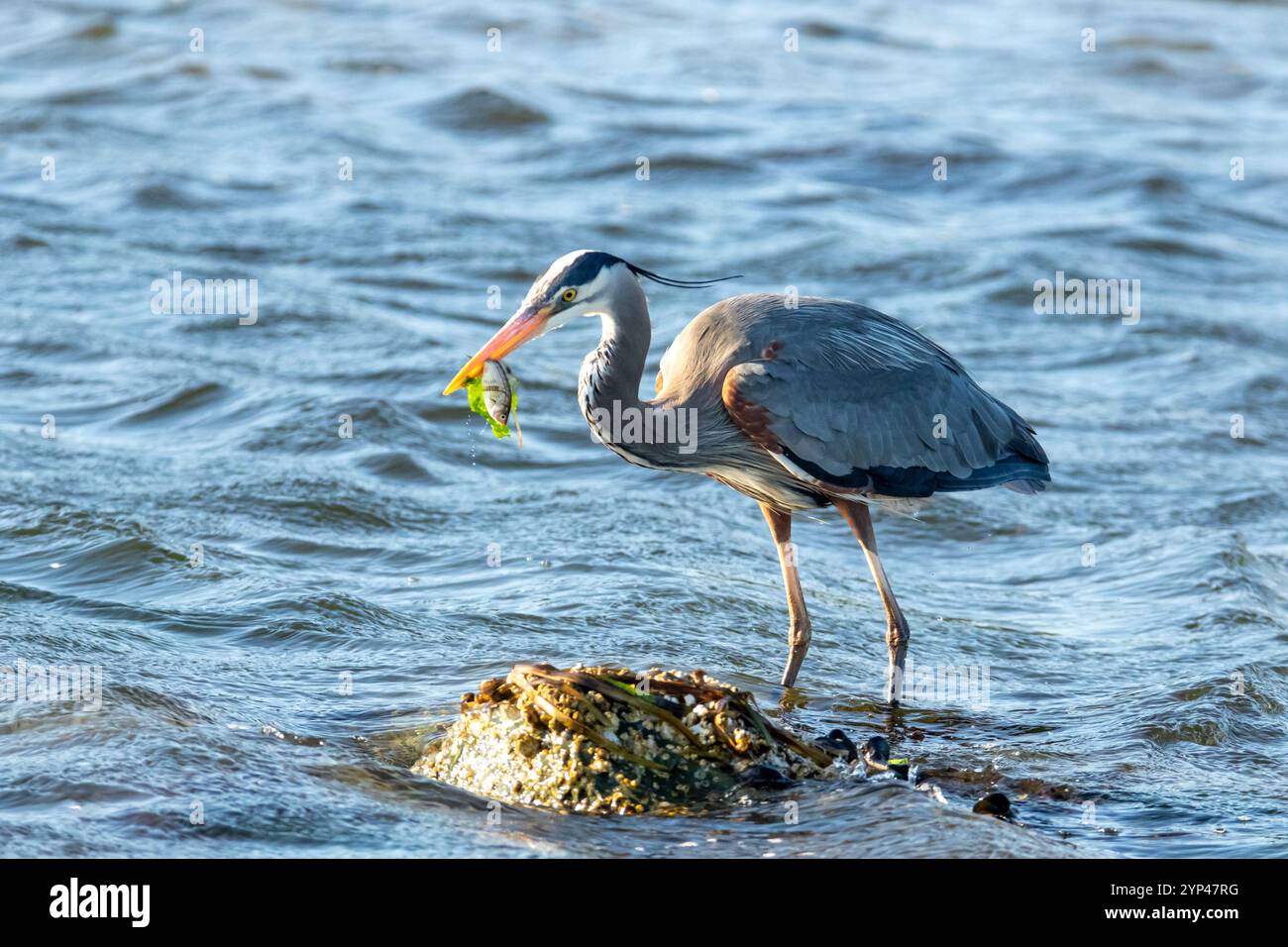 Heron catching eating fish in hi-res stock photography and images - Alamy