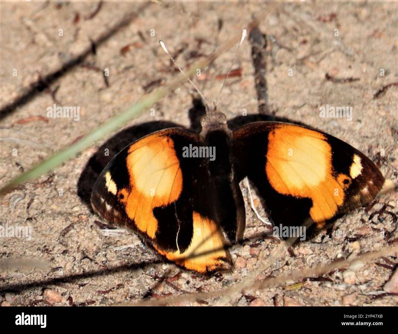 African Yellow Pansy (Junonia hierta cebrene Stock Photo - Alamy