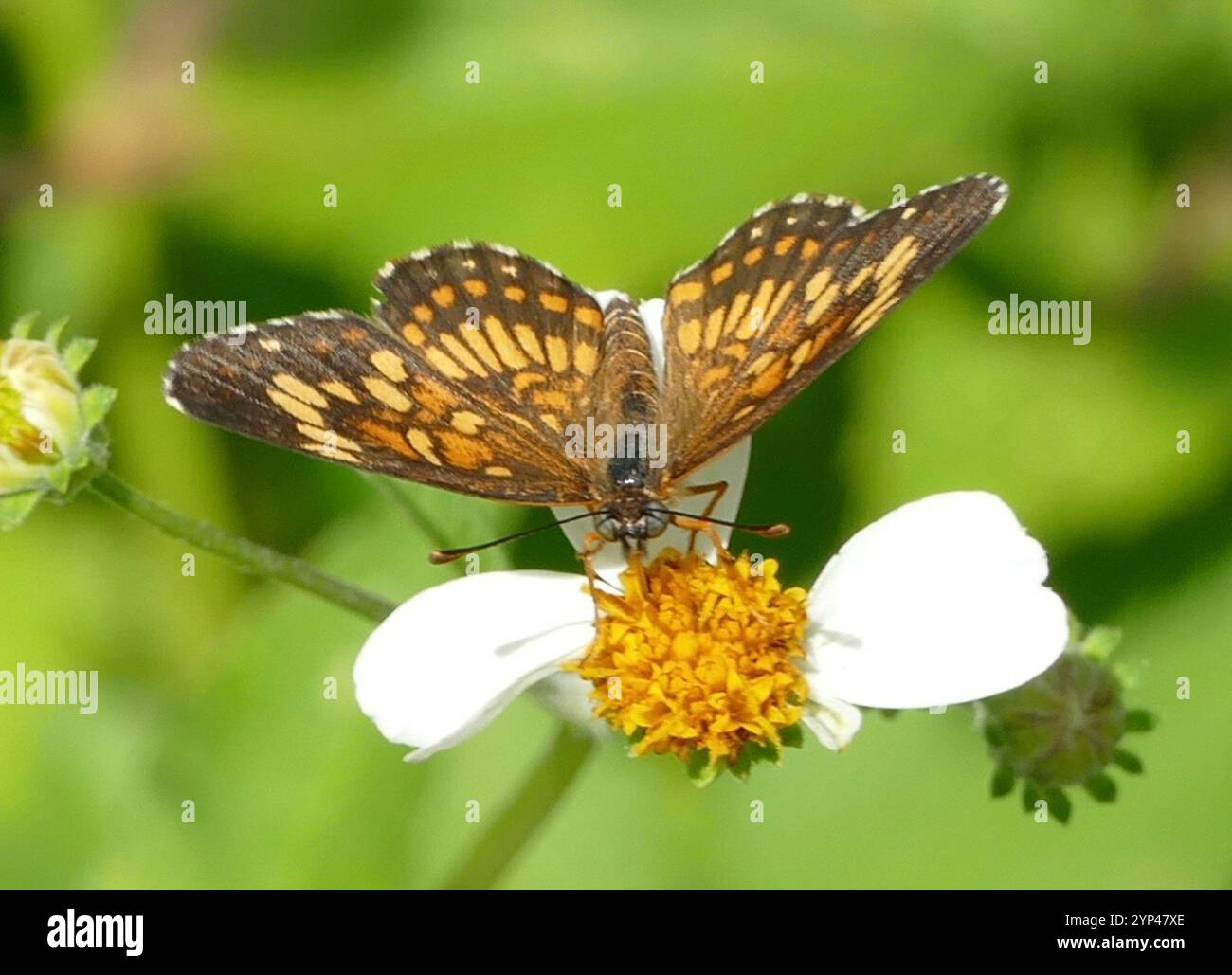 Theona Checkerspot (Chlosyne theona Stock Photo - Alamy