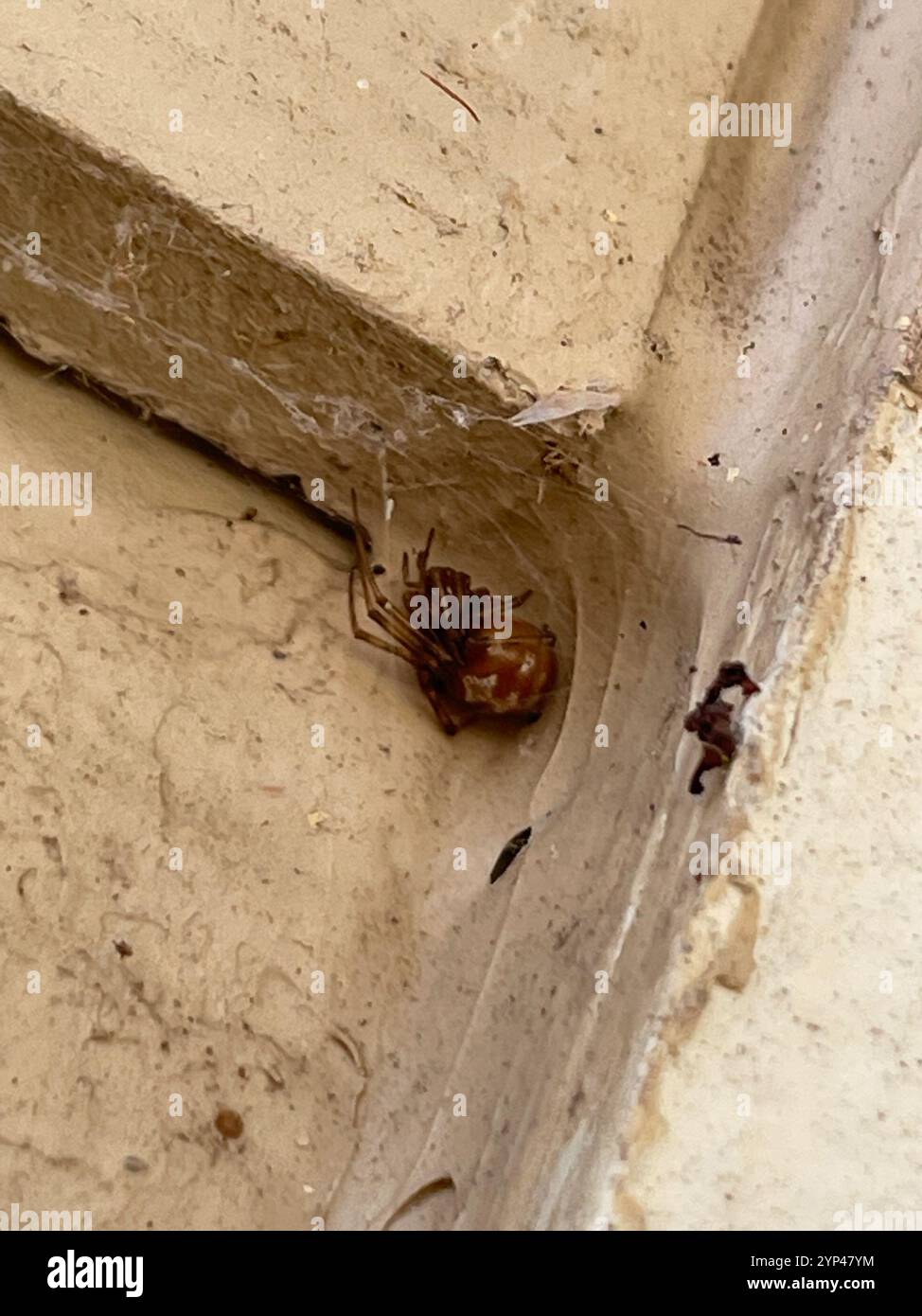 Triangulate Combfoot (Steatoda triangulosa Stock Photo - Alamy