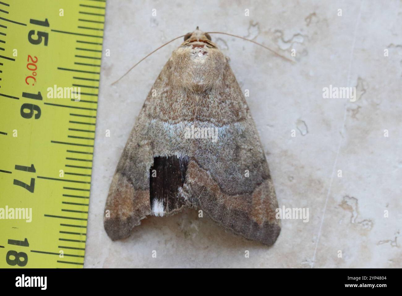 Semi looper hi-res stock photography and images - Alamy