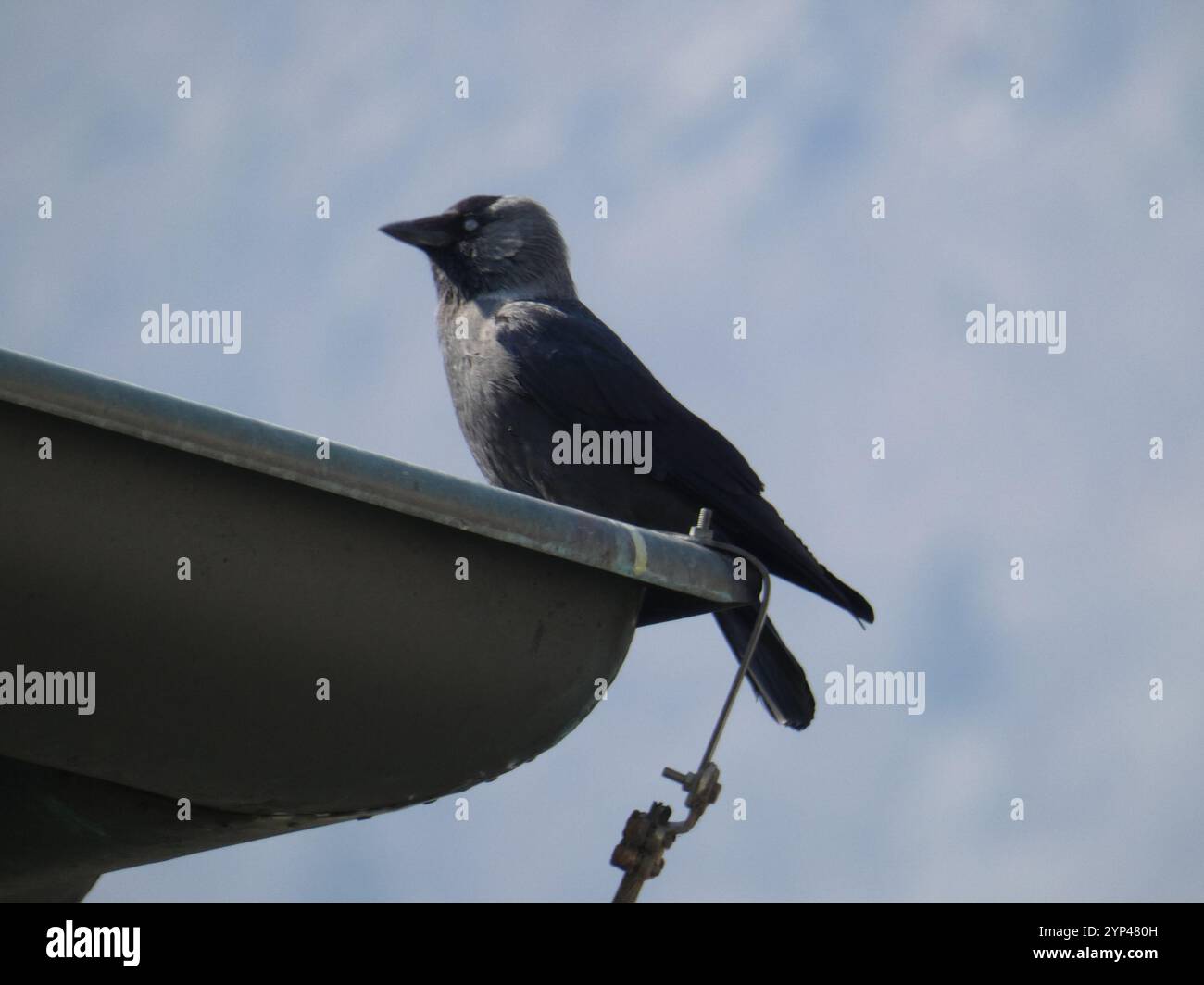Eurasian Jackdaw (Coloeus monedula Stock Photo - Alamy