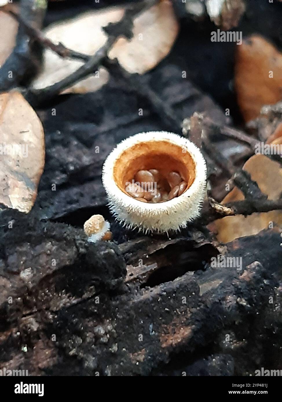 woolly bird's nest fungus (Nidula niveotomentosa Stock Photo - Alamy