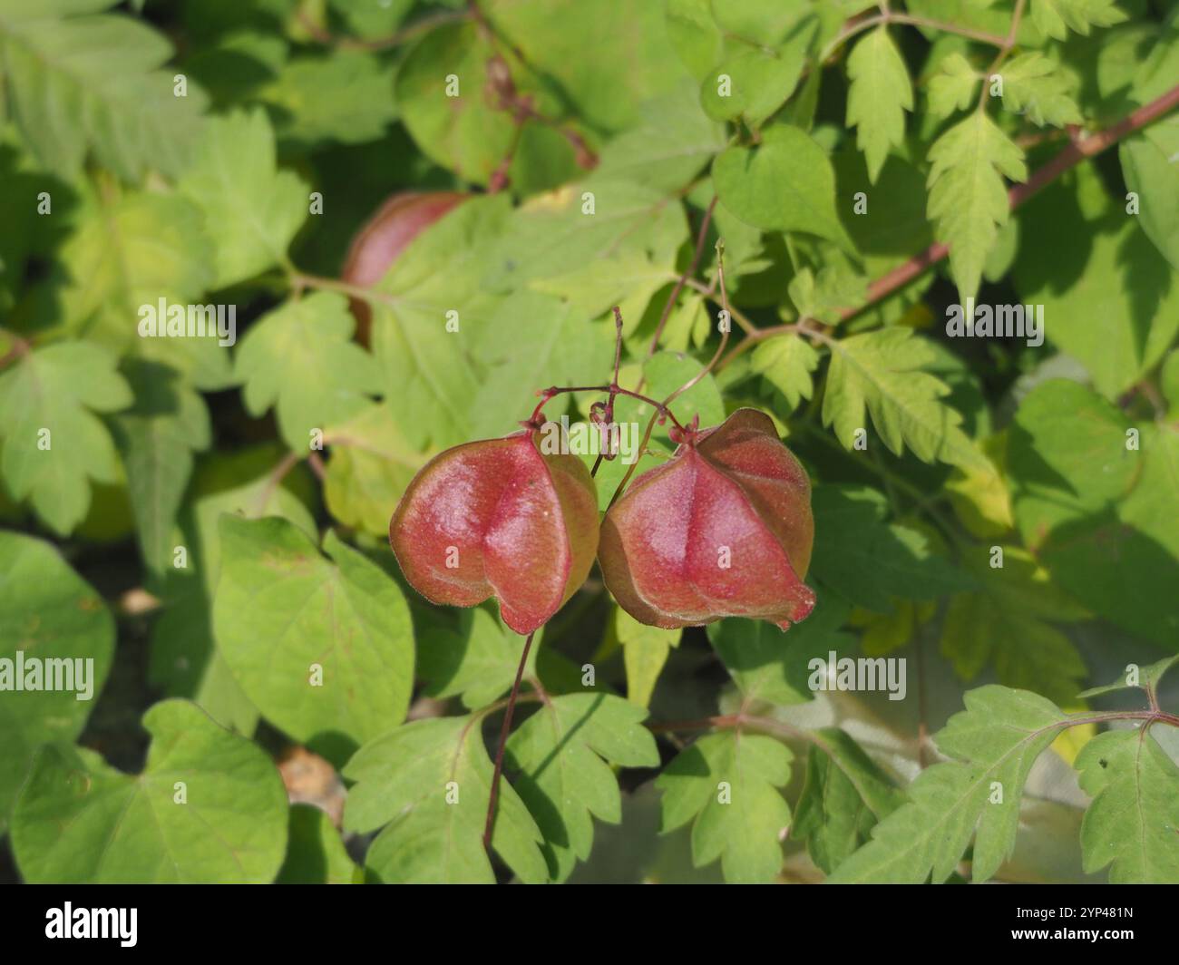 Lesser Balloon Vine (Cardiospermum halicacabum Stock Photo - Alamy