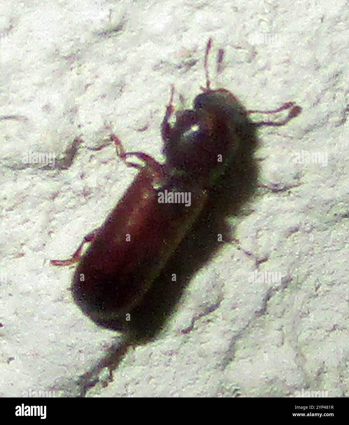 Powder beetles hi-res stock photography and images - Alamy