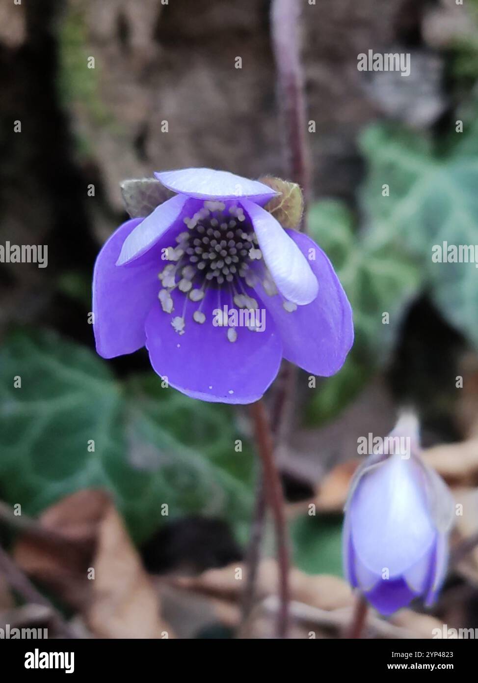 Liverleaf (Hepatica nobilis Stock Photo - Alamy