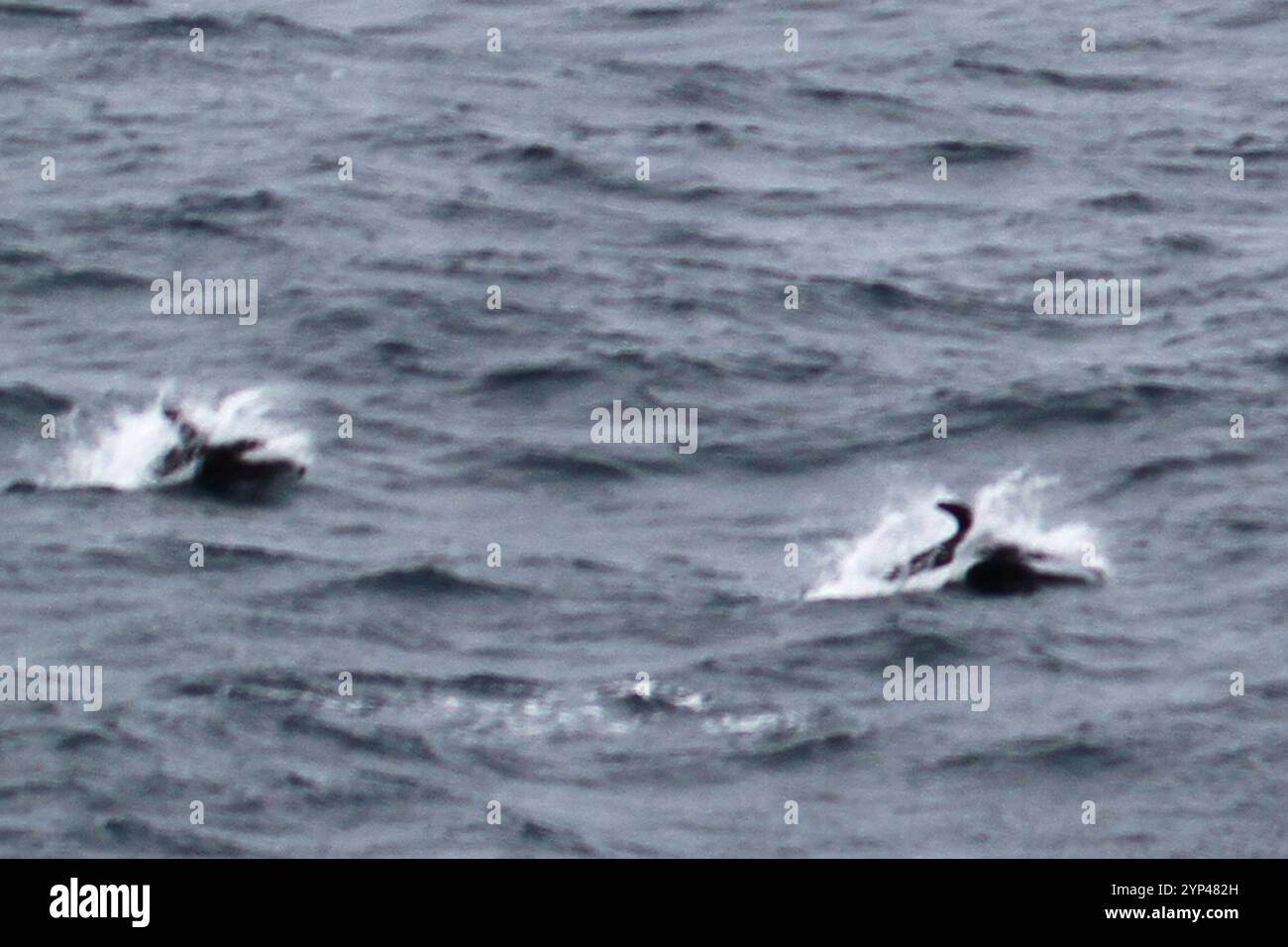 Hourglass Dolphin (Sagmatias cruciger Stock Photo - Alamy
