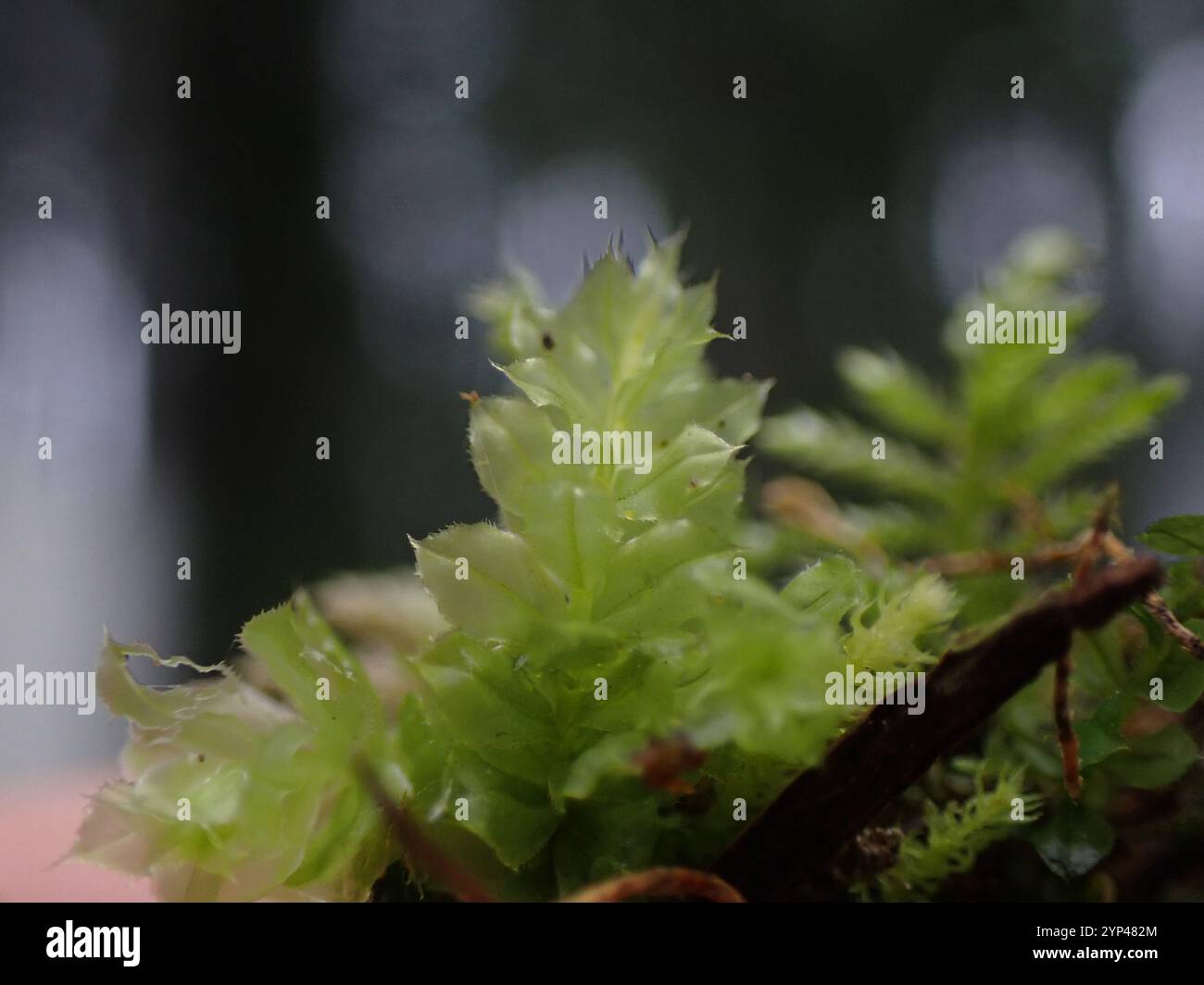 magnificent leafy moss (Plagiomnium venustum Stock Photo - Alamy