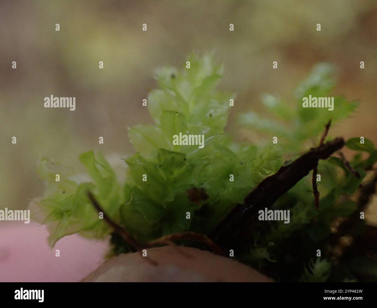 magnificent leafy moss (Plagiomnium venustum Stock Photo - Alamy