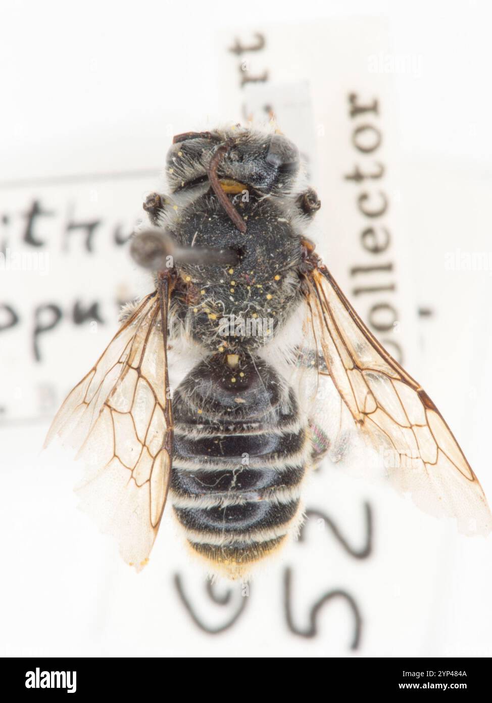 Orange-tipped Woodborer (Lithurgopsis apicalis Stock Photo - Alamy