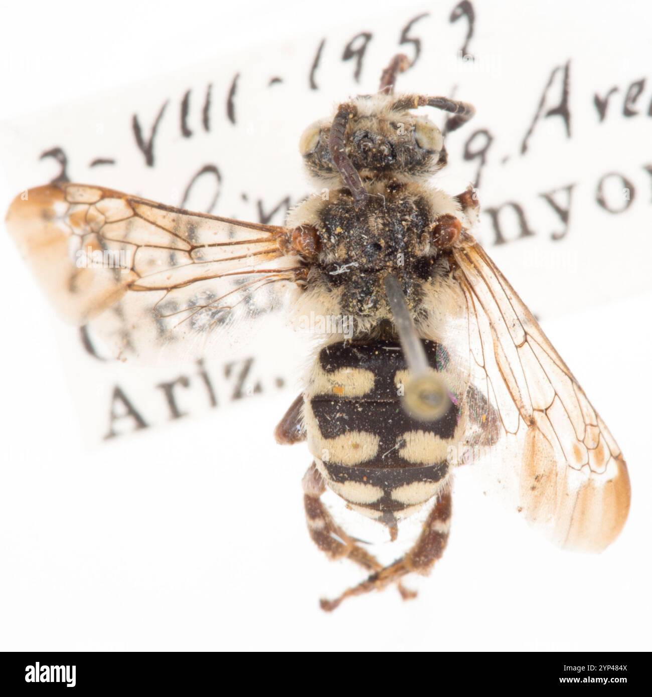 Cuckoo digger bee hi-res stock photography and images - Alamy