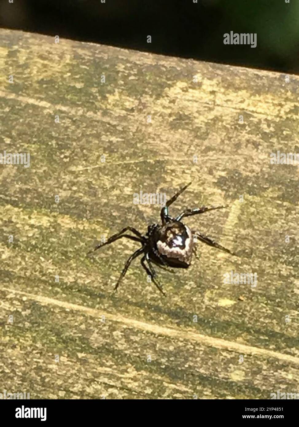 Ant-eating Spiders (Euryopis Stock Photo - Alamy