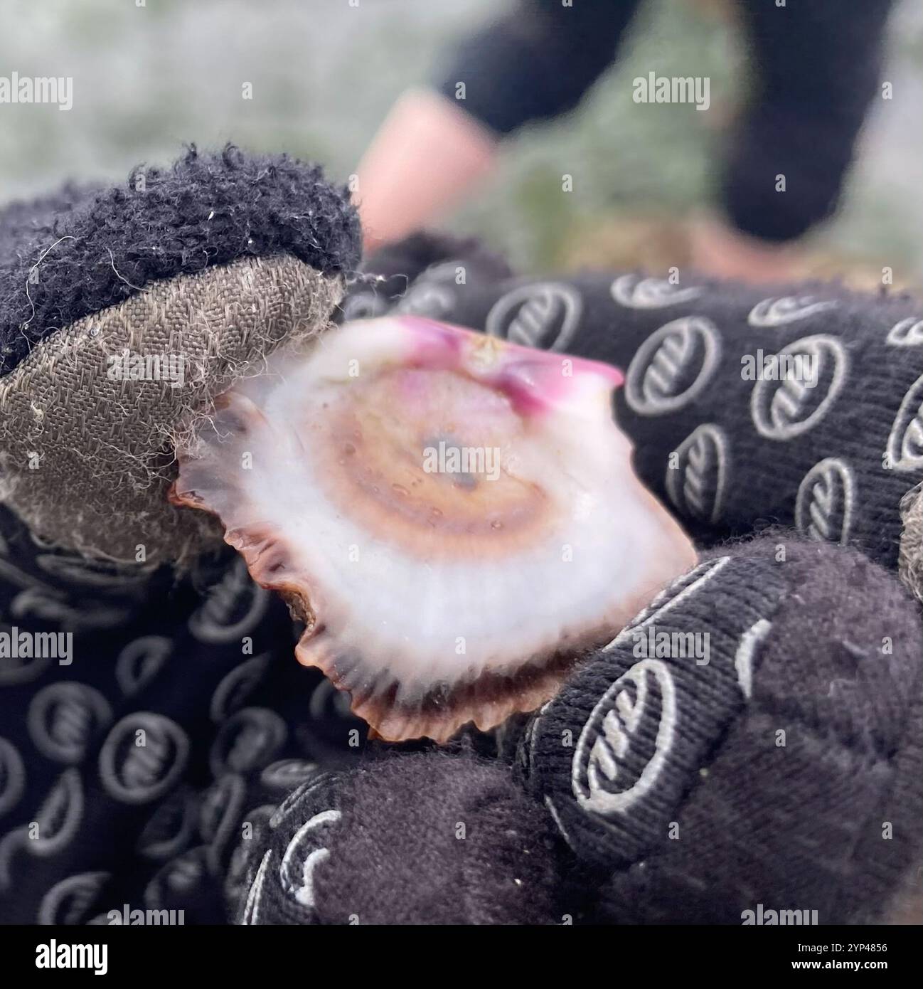 Giant Rock Scallop (Crassadoma gigantea Stock Photo - Alamy