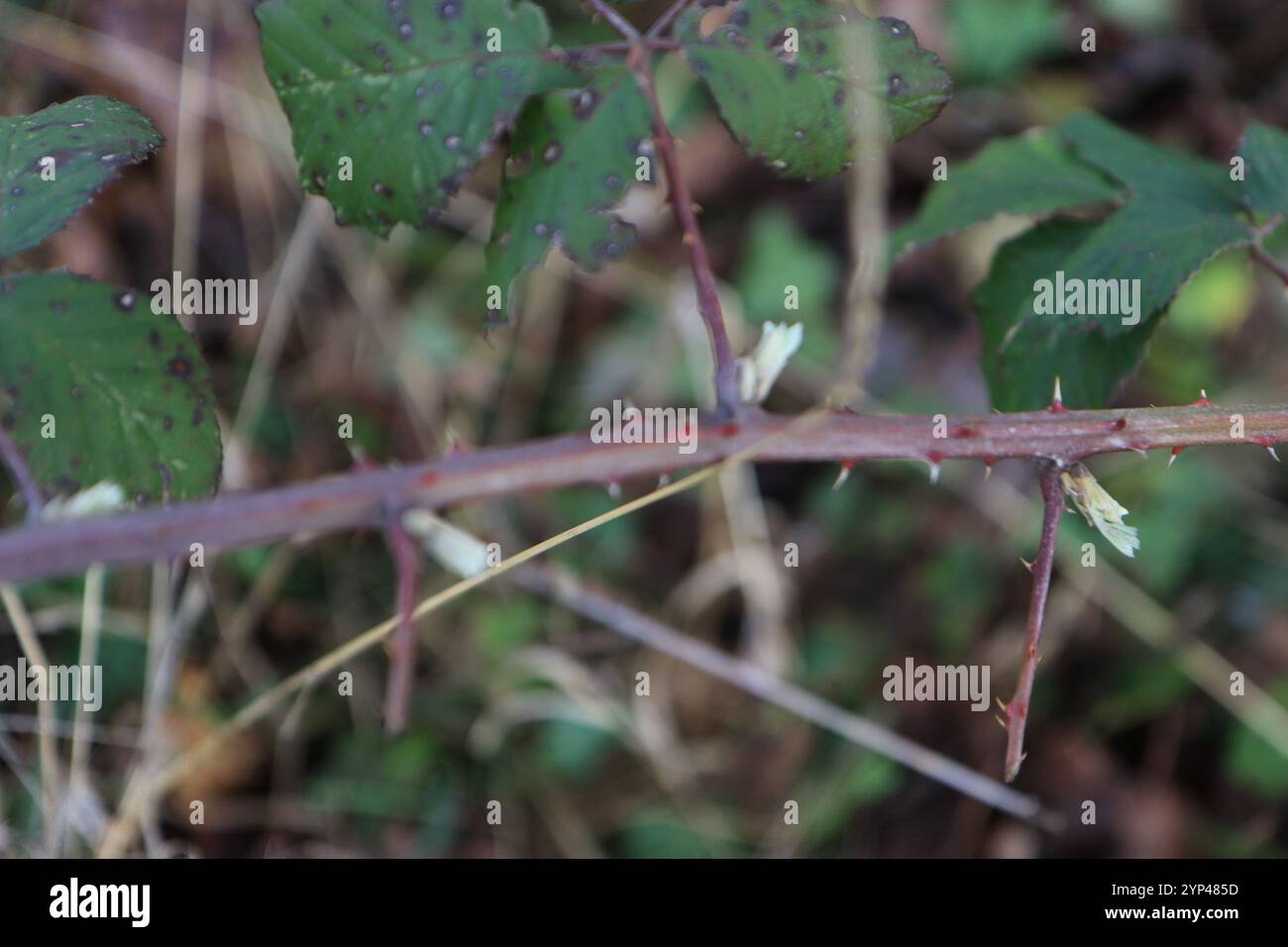 Phragmidium violaceum phragmidium violaceum hi-res stock photography ...