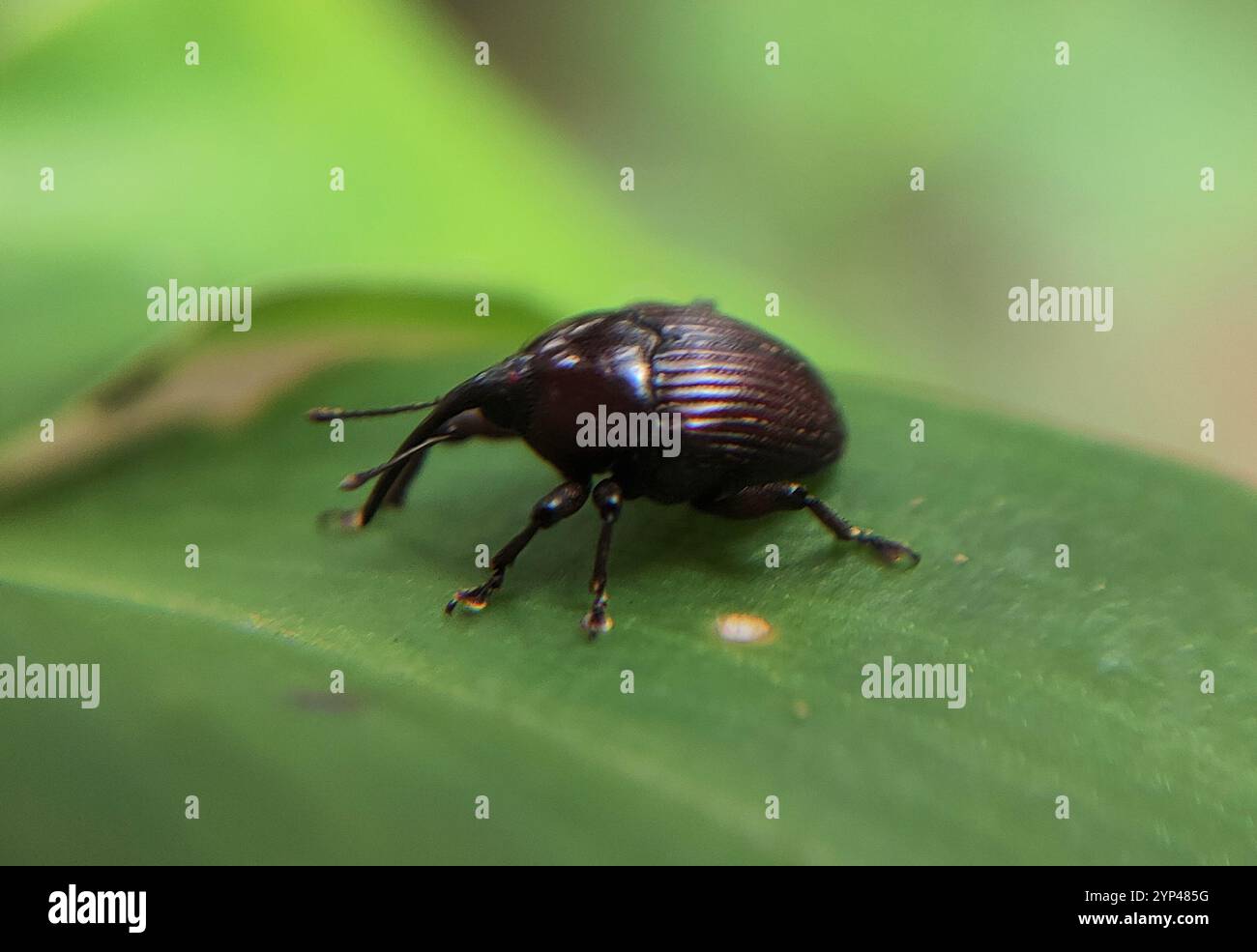 True Weevils (Curculionidae Stock Photo - Alamy