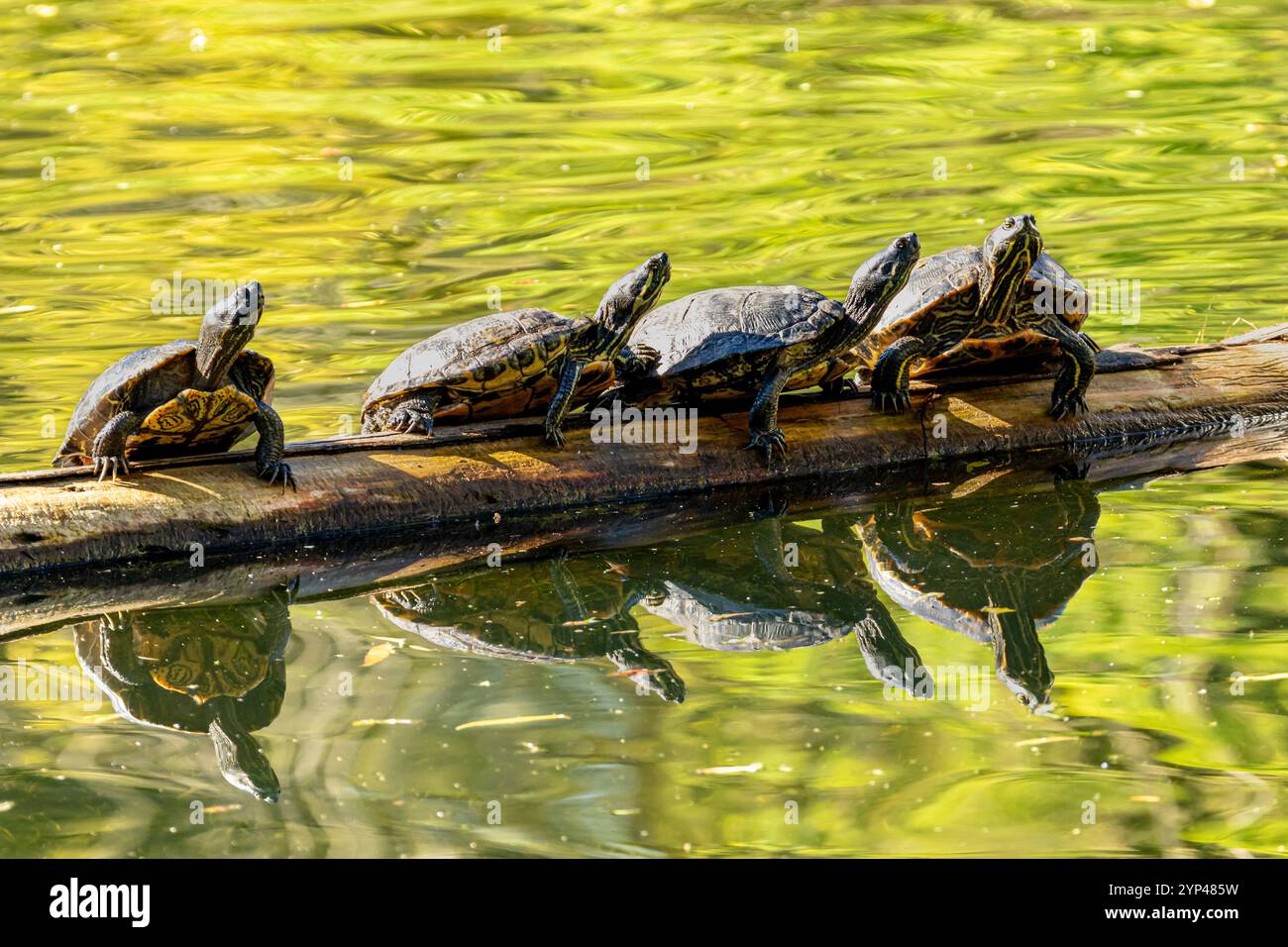 Group of Turtles Basking on a Log Stock Photo - Alamy
